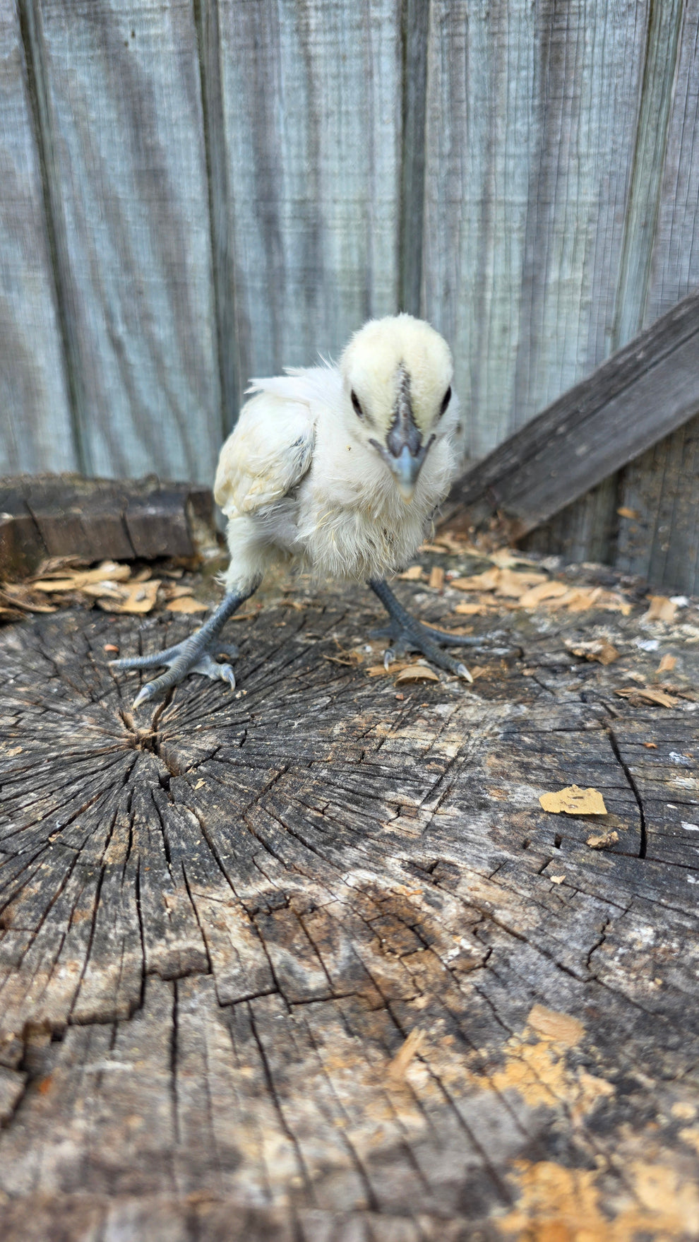 Zombie (Ayam Cemani x White Leghorn) Day Old Chick – Nichols County