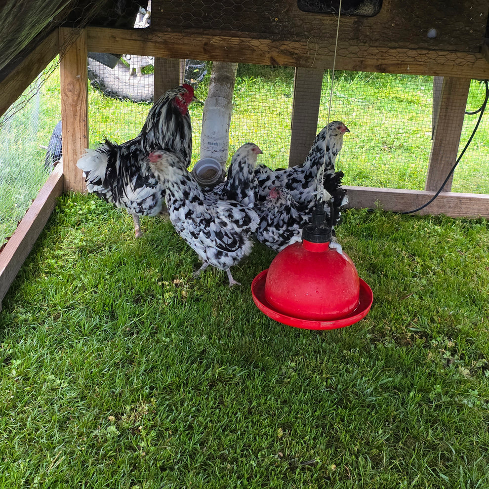 10+ Ermine x Ermine Ameraucana Hatching Eggs – Nichols County