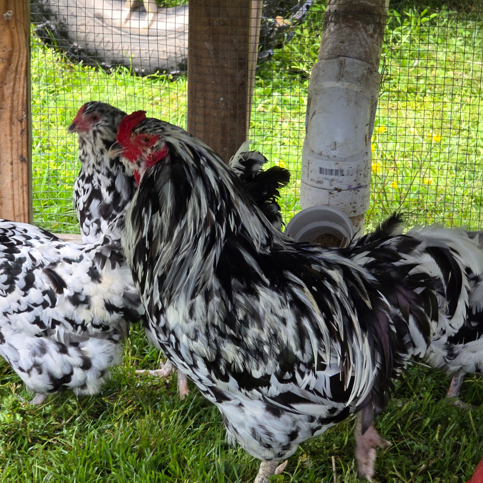 5+ Ermine x Ermine Ameraucana Hatching Eggs – Nichols County