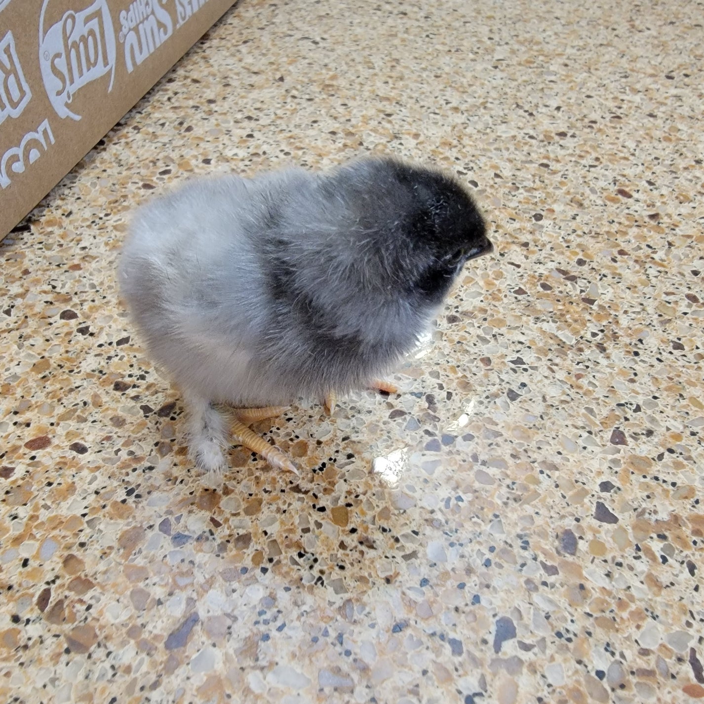 10+ Blue Black Splash Marans Hatching Eggs – Nichols County